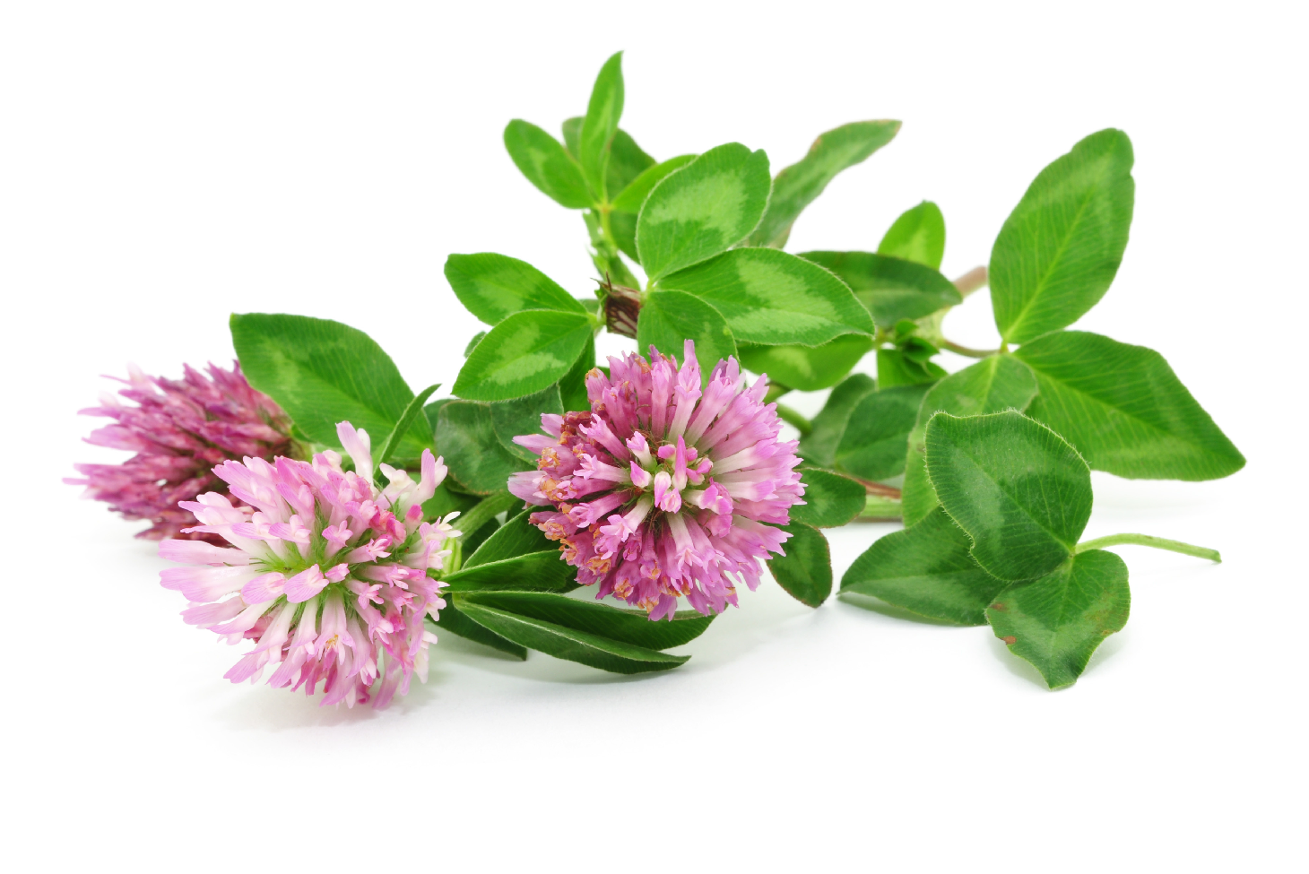 Koniczyna łąkowa – właściwości lecznicze, działanie i zastosowanie