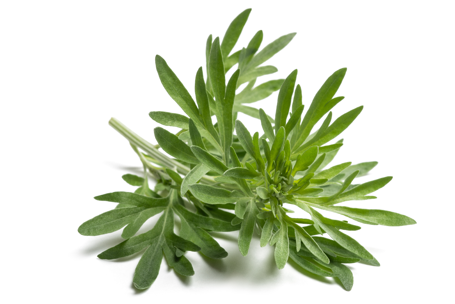 Piołun – właściwości lecznicze, działanie i zastosowanie. Piołun na ...