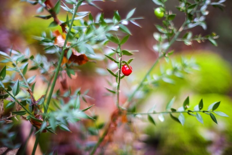 Ruszczyk kolczasty – właściwości, skutki uboczne