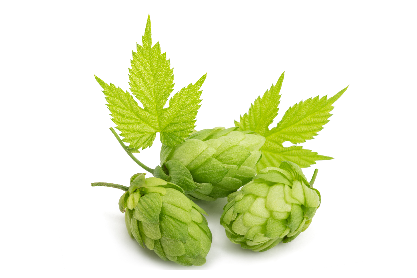 Chmiel zwyczajny – właściwości lecznicze, działanie, zastosowanie