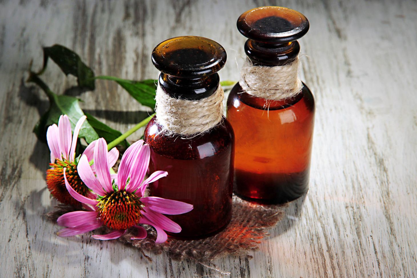 Jeżówka (Echinacea) – właściwości i zastosowanie