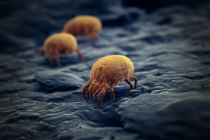 Cała prawda o roztoczach. Czy roztocza gryzą? Dlaczego uczulają?