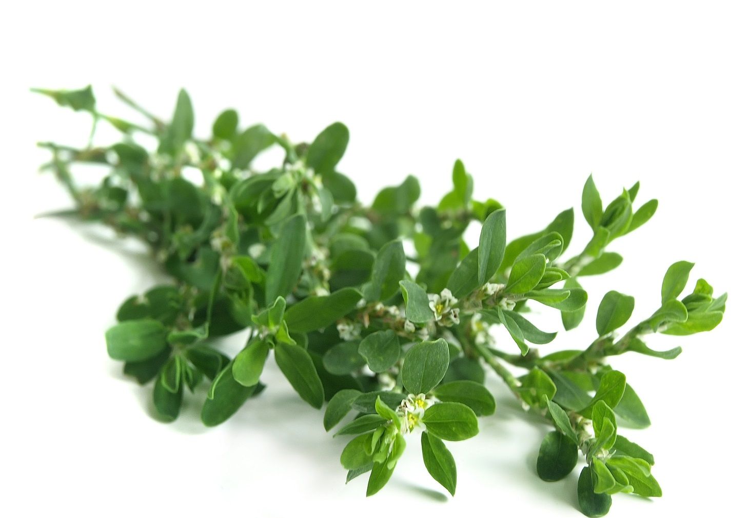 Rdest ptasi – właściwości lecznicze, działanie i zastosowanie