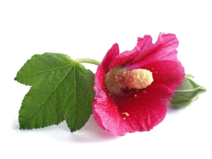 Malwa – właściwości lecznicze, działanie i zastosowanie