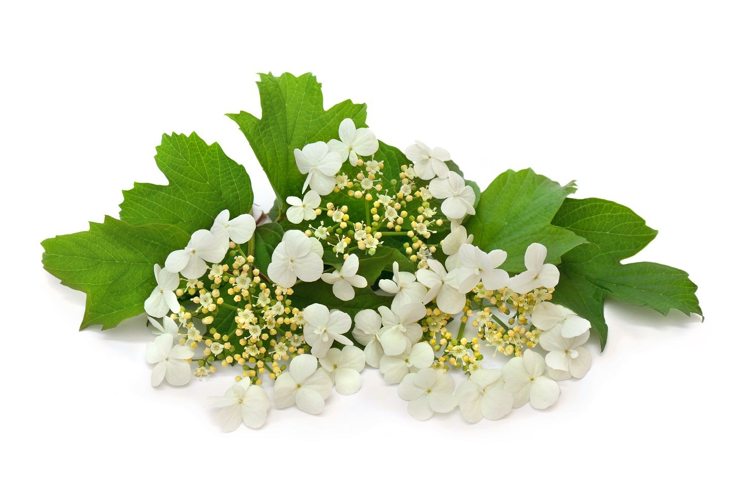 Kalina koralowa – właściwości lecznicze, działanie i zastosowanie ...