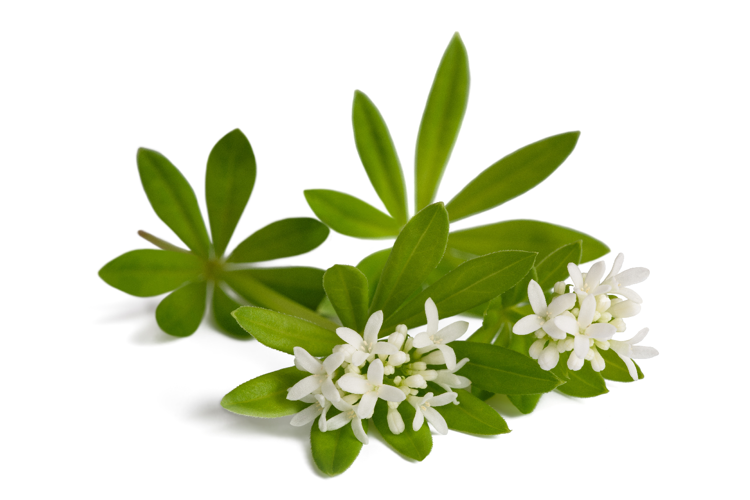 Marzanka wonna – właściwości lecznicze, działanie i zastosowanie