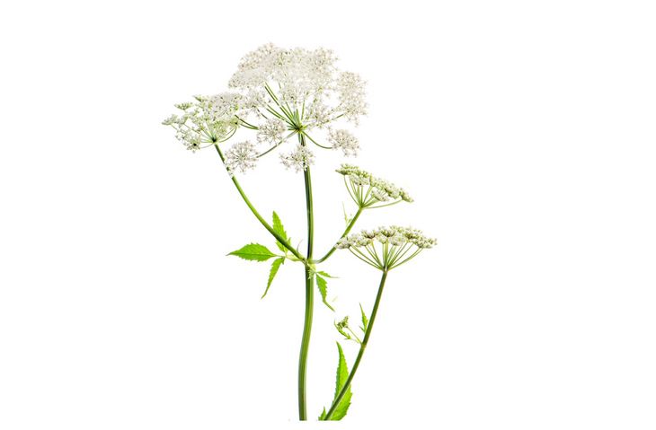 Podagrycznik – właściwości lecznicze, działanie, zastosowanie