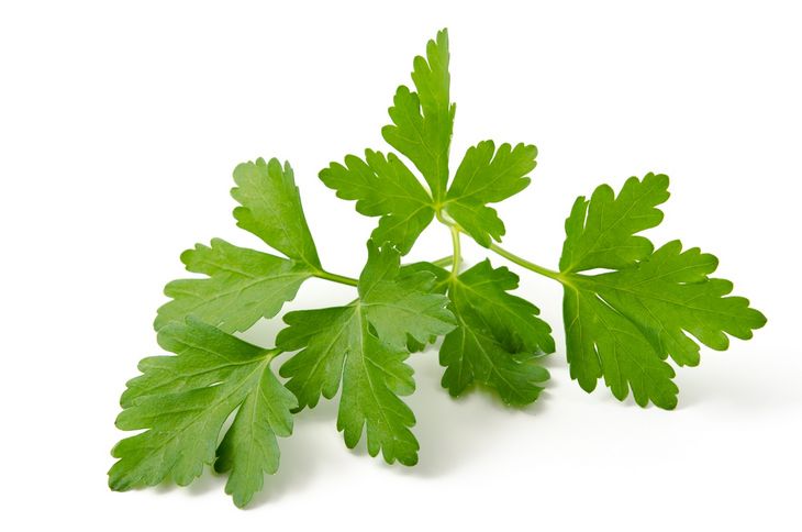 Kolendra siewna – właściwości lecznicze, działanie i zastosowanie