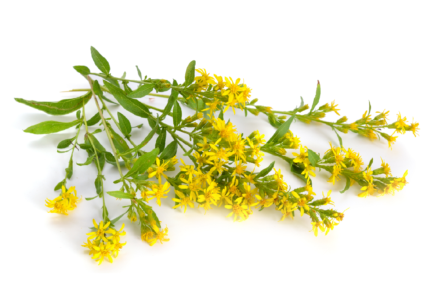 Nawłoć – właściwości lecznicze, działanie i zastosowanie