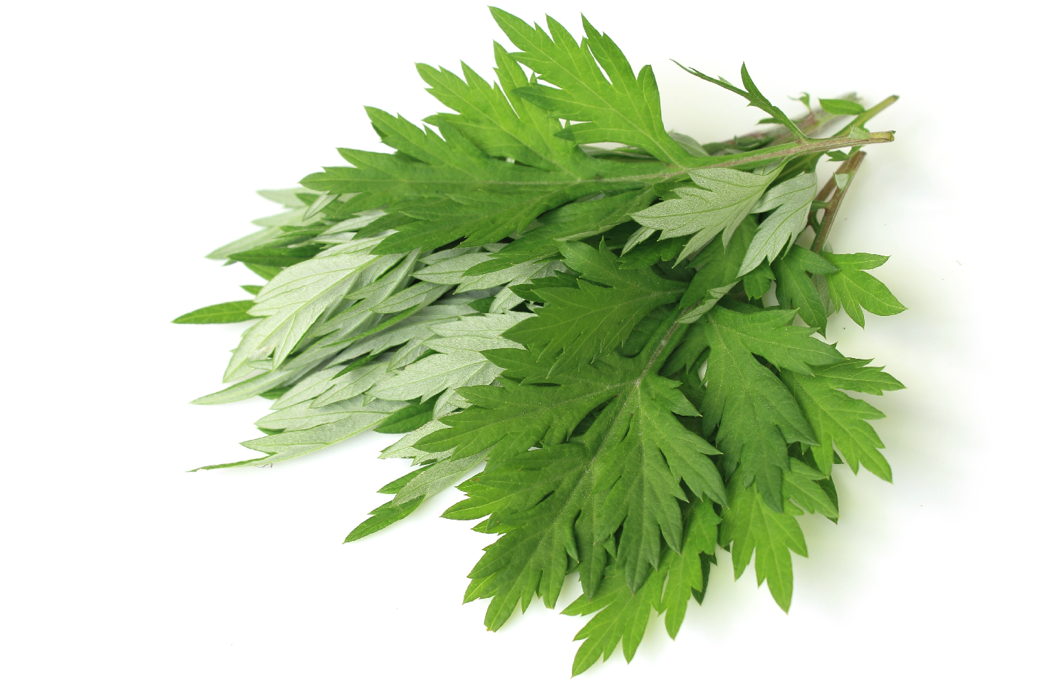 Bylica boże drzewko – właściwości lecznicze, działanie, zastosowanie ...