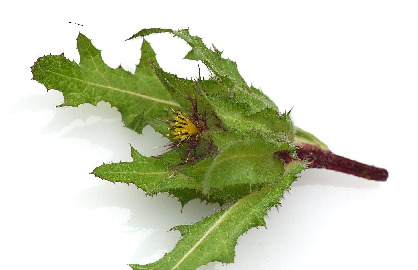 Drapacz lekarski – właściwości lecznicze, działanie i zastosowanie